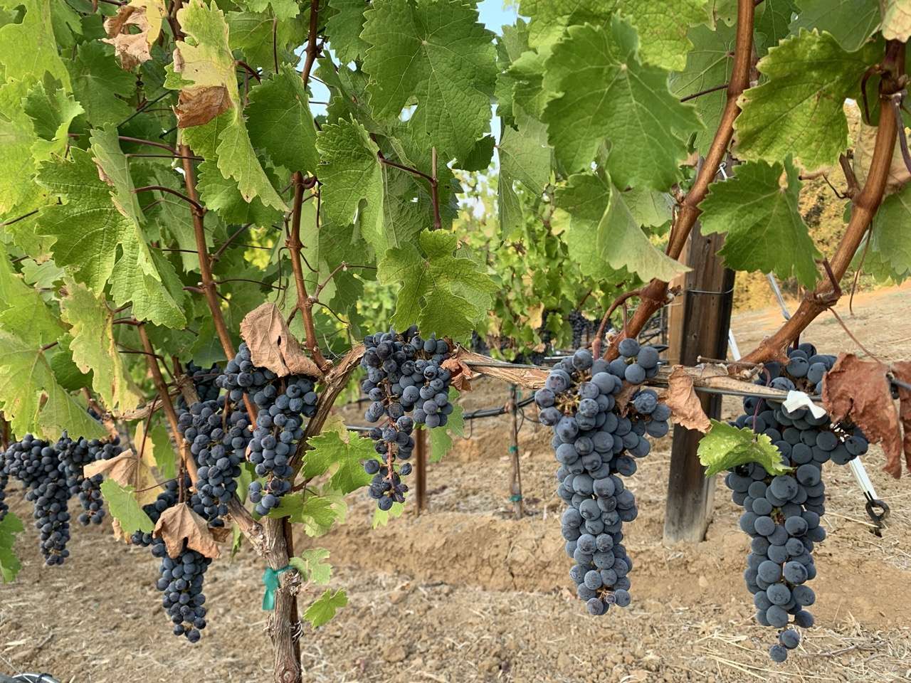 California Wineries with a View