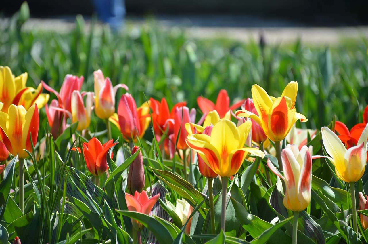 Discover the Best Tulip Festivals in the USA - Live Well, Travel Often
